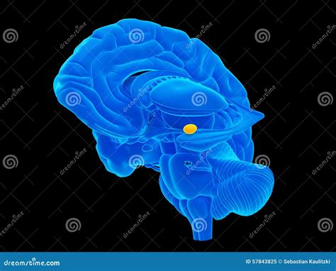 The Amygdaloid Body Stock Illustration Illustration Of Anatomy 57843825
