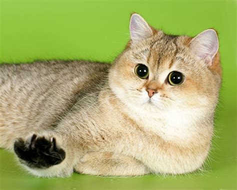 Шотландская Золотая Шиншилла Фото Telegraph