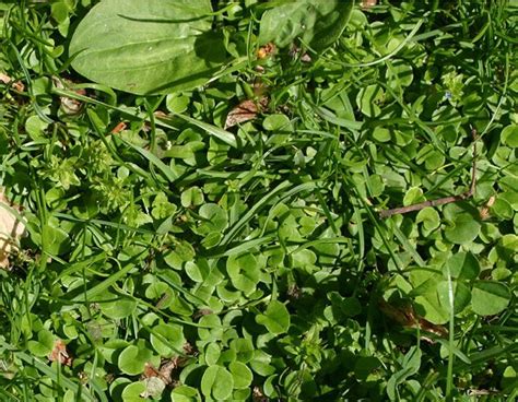 Dichondra Micrantha Urb