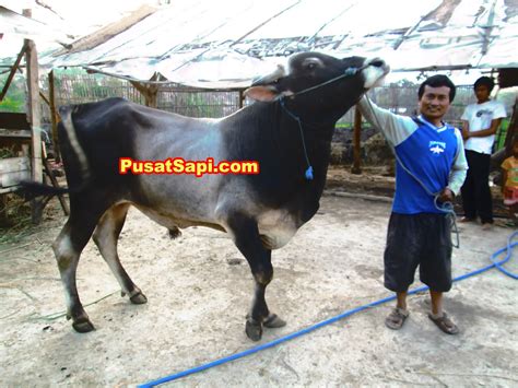 Pusat Jual Sapi Domba Qurban MURAH Di Bandung PusatSapi HARGA