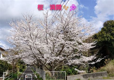 満開 おながの磯（船）釣りブログ