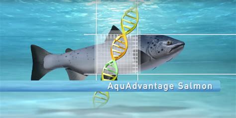 GMO AquAdvantage salmon gains FDA approval - Business Insider