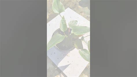 Splash Bush💗💗💗💗💗ශාක දෙකක් හා කුඩා පැල සහිත එක ශාකයක පොහොට්ටුවක් ඇත මෙම පඳුර අලෙවියට Rs 3000