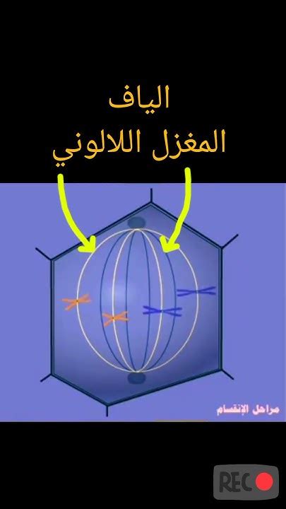 مراحل الانقسام الخيطي المتساوي لخلية نباتية Youtube