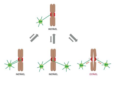 Ciclo Divisão Celular Mitose e Meiose Biologia celular molecular e genética