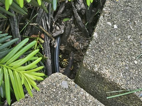 What Type Of Ground Bees Are These Rbees