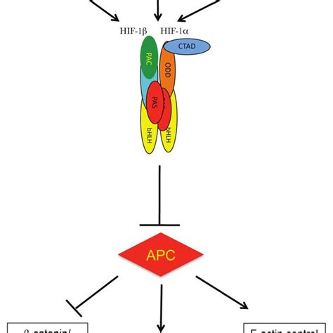 Hif 1α Represses Apc Schematic Diagram Depicting How Hypoxia