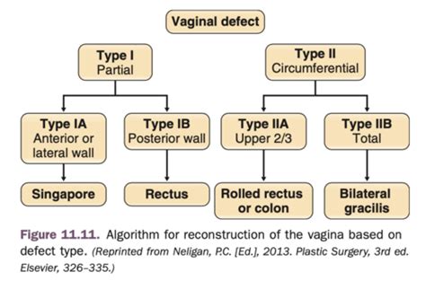 Guperineal Reconstructiongender Flashcards Quizlet