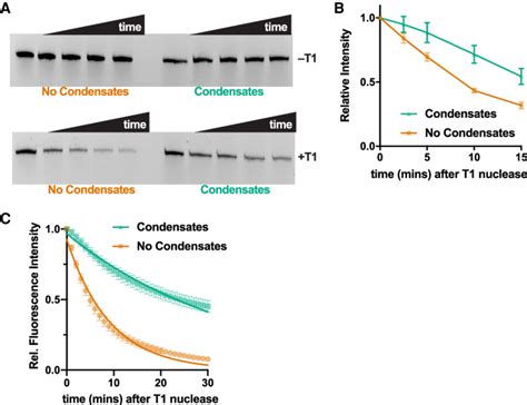 Rna Condensates Protect Rna From Rnase T1 Mediated Degradation A Download Scientific Diagram