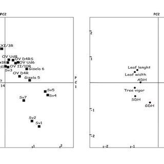 Principal Component Analysis Scores Plot Of The First Two Principal