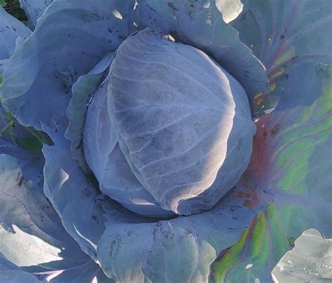 Rotkohl ‚rodynda‘ Naturprodukte Aus Betra