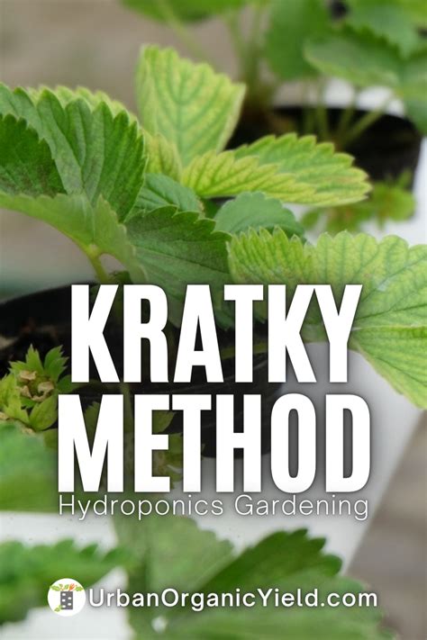 How To Start Hydroponics Growing With The Kratky Method Artofit
