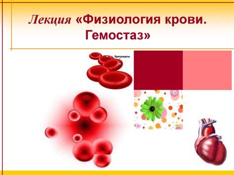 Физиология крови. Гемостаз. Лекция - презентация онлайн