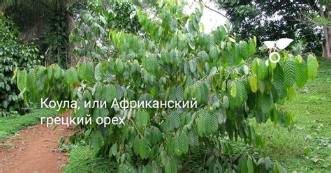 Коула, или Африканский грецкий орех. Описание, фото — Ботаничка.ru