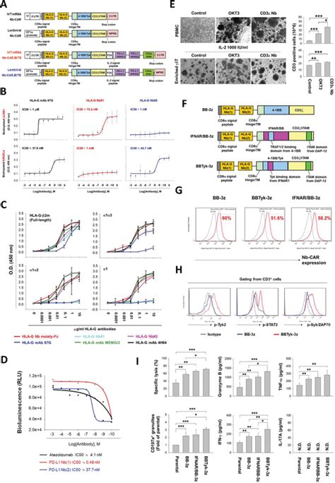 Characterization Of The Nb‐carbite Construct A Schematic