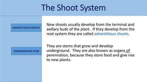 Root And Shoot System Of Angiosperm Plants By Dr Amutha Swaminathan