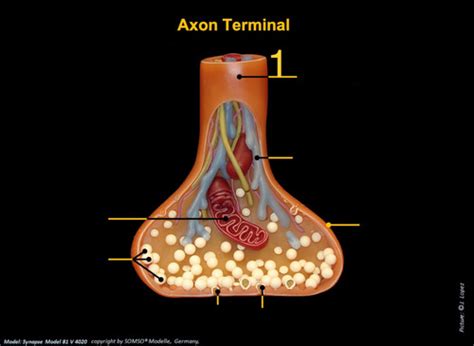 Axon Terminal Flashcards Quizlet