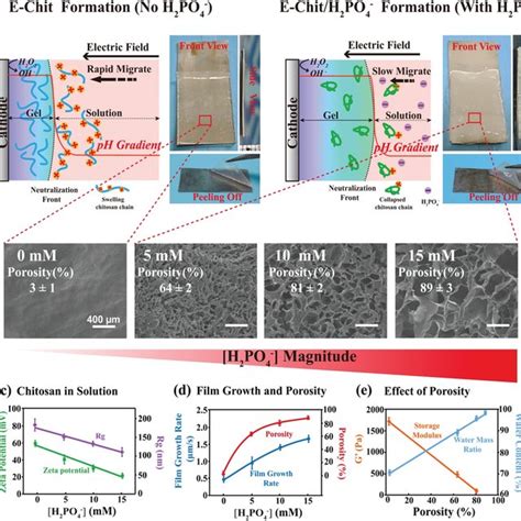 A The Electrofabrication Of A Janus Film From The Amino‐polysaccharide Download Scientific