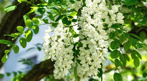 27 Best Trees To Plant In Arizona S Hot Climate