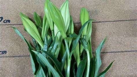 백합 쌍대 생화 꽃집 꽃집창업 꽃값 온라인꽃시장 온라인꽃도매 인터넷꽃시장 인터넷꽃도매 서울꽃시장 꽃농장 꽃배송 생화배송 생화도매 생화택배 꽃배달 생화배달 생화주문 생화부케