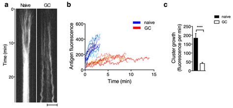 Live Cell Imaging Reveals The Dynamics Of Synapse Formation In Naive Download Scientific