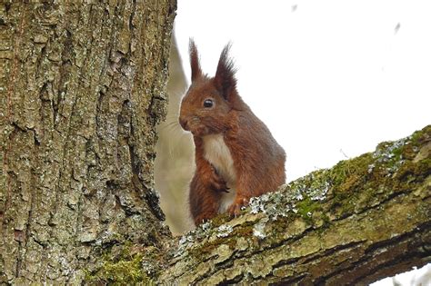性质 树 松鼠 Pixabay上的免费照片 Pixabay