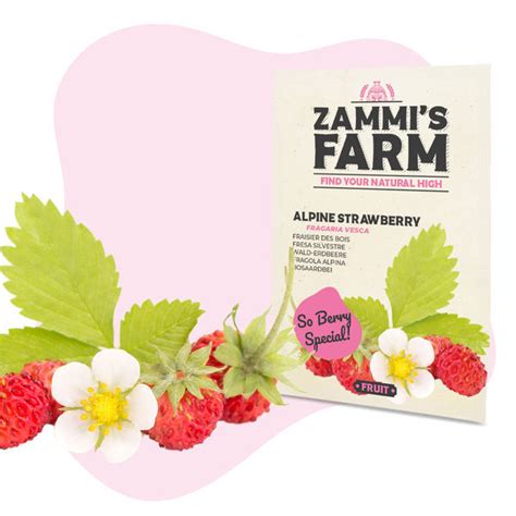 Wald Erdbeere Fragaria Vesca Samen Zamnesia
