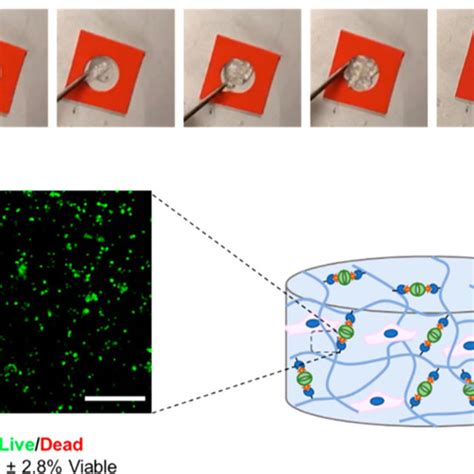 Idealized Schematic Of Rapid User Triggered Cross Linking Of Download Scientific Diagram