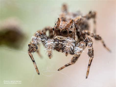 Jumping Spider Wallpapers Top Free Jumping Spider Backgrounds