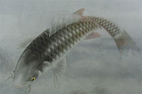 高温天气鱼容易生病，引起鱼类病害发生的几个因素