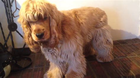 English Cocker Spaniel Cuts At Yolanda Wescott Blog