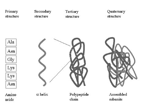 Four Levels Of Structure In A Protein Download Scientific Diagram