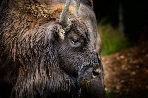 Premium Photo Portrait Of European Bison Bison Bonasus Wisent