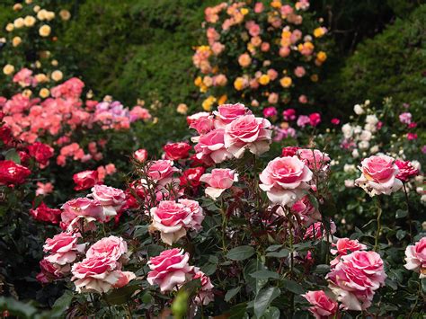 From The Garden Of Zen Rose Garden Ofuna Botanical Garden Kamakura