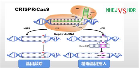 Crispr Editx基因编辑 基因敲除细胞点突变文库筛选crispr检测艾迪基因【官网】