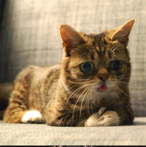 Cat Derp Face Hot Sex Picture