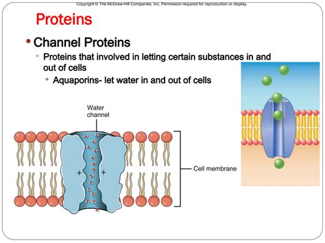 Cell Membrane Structure For Cell Biology Babes Ppt