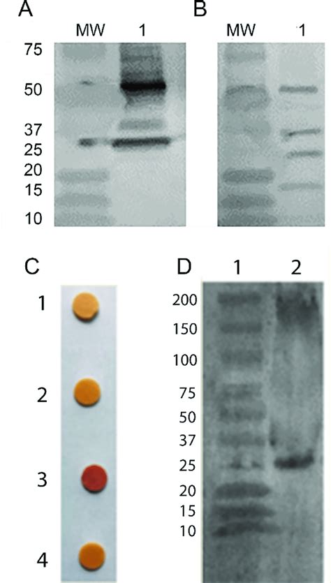 Detection Of Non Phage Structural Proteins In Phage Filaments Download Scientific Diagram
