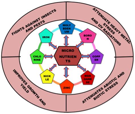 Micronutrient Deficiency And Toxicity In Plants Encyclopedia Mdpi