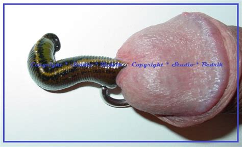 Snake Urethra Porn Sex Pictures Pass