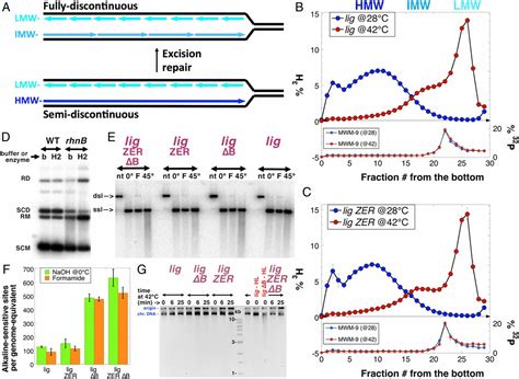 Near Continuously Synthesized Leading Strands In Escherichia Coli Are