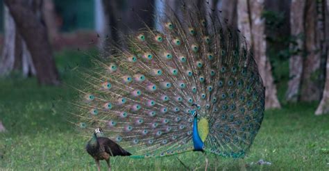 14 Reasons Why Peacocks Spread Their Feathers