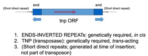 Transposons Flashcards Quizlet