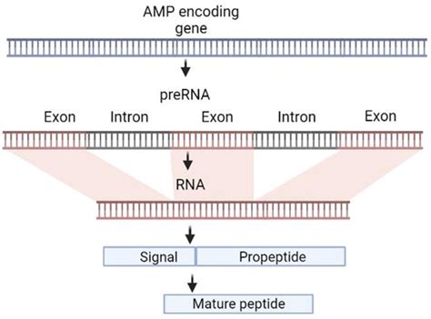 Figure 2 From Marine Invertebrate Antimicrobial Peptides And Their