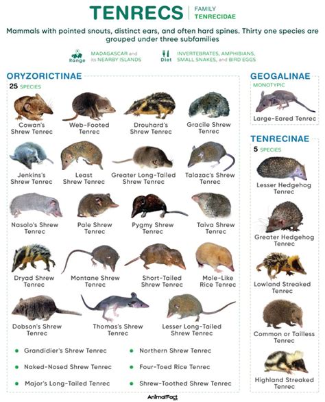 Tenrec Species Size Lifespan Habitat Diet And Pictures