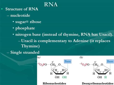 Dna Rna And Protein Synthesis Ppt Download