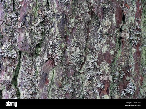 Closeup Of An Old Weathered Tree Trunk With A Lot Of Lichen And Some Moss Growing From It