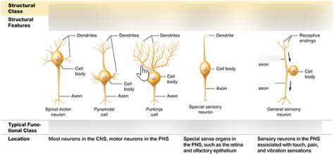 Neuron Classification Diagram Quizlet