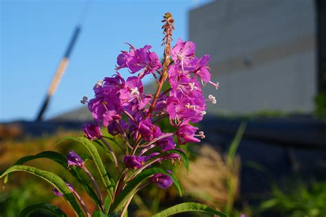 ヤナギラン 信濃路花散歩