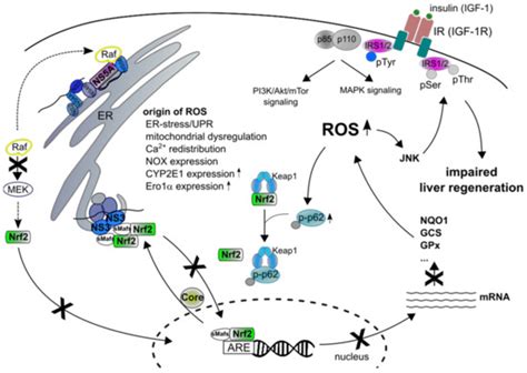 Ijms Special Issue The Nrf2 Pathway Regulation Functions And